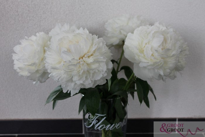 How to dry peonies? Complete guide! | Read more