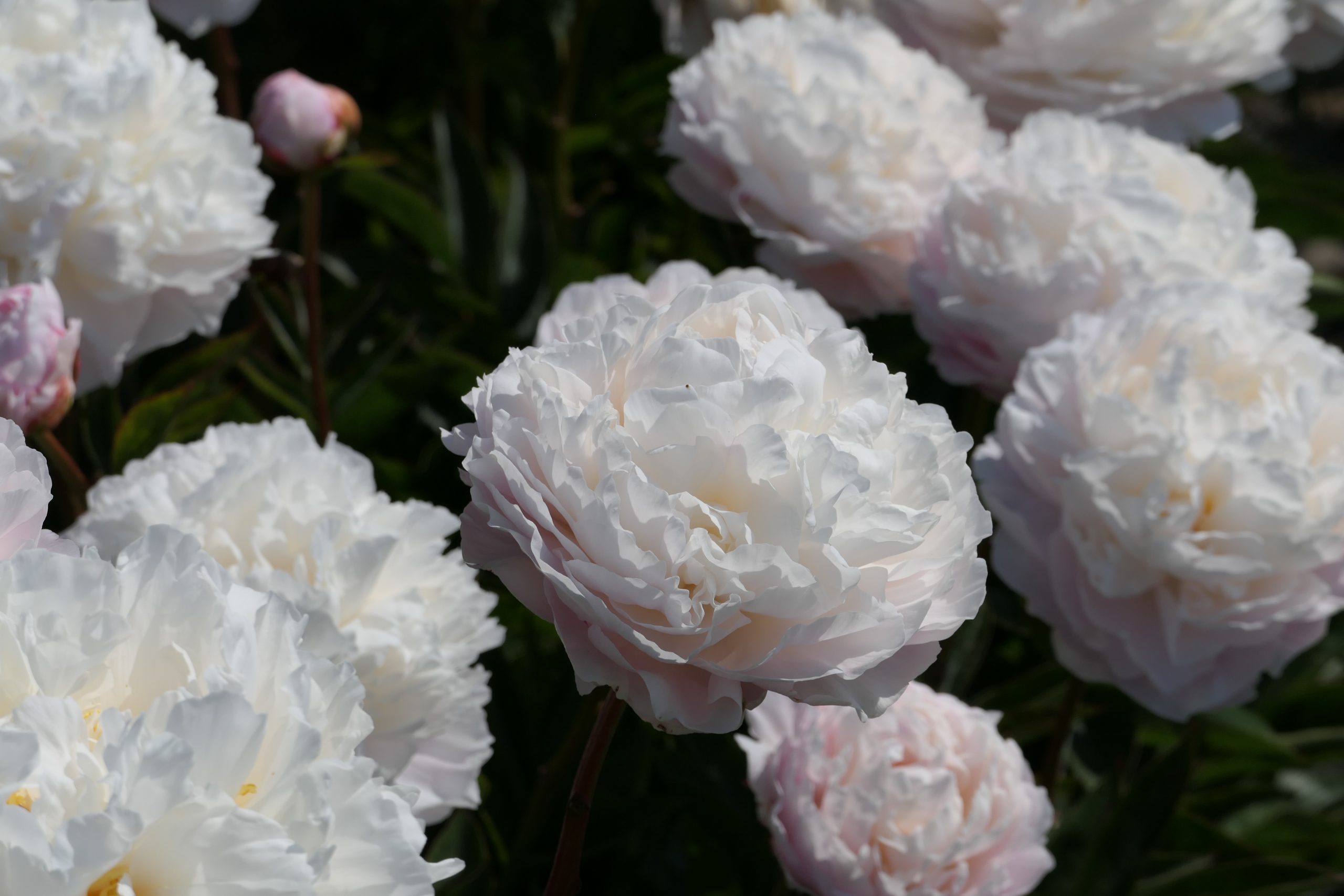 Mastering the Art of Peony Harvesting | All information