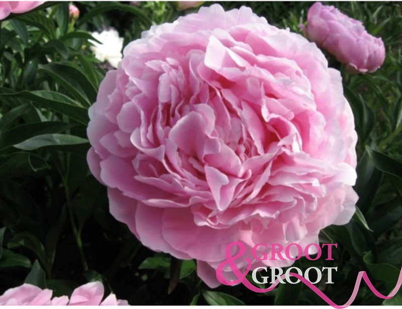 Peony growth stages: All stages explained | Read more!