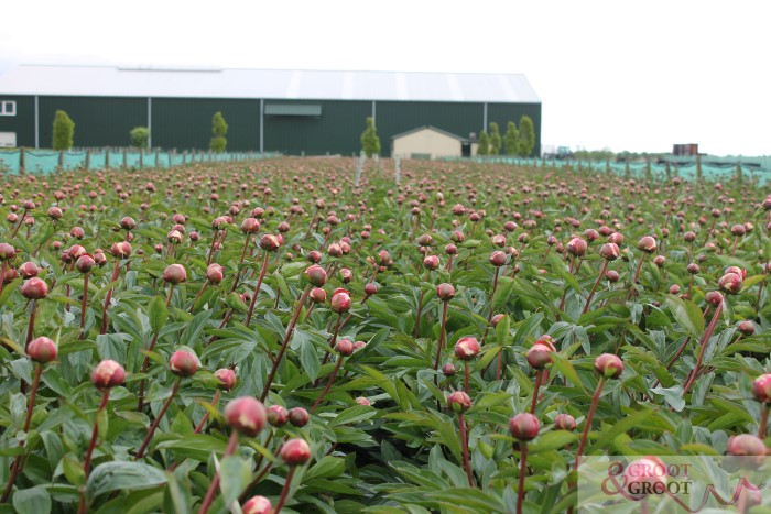 The ideal peony planting spacing | Read it here!
