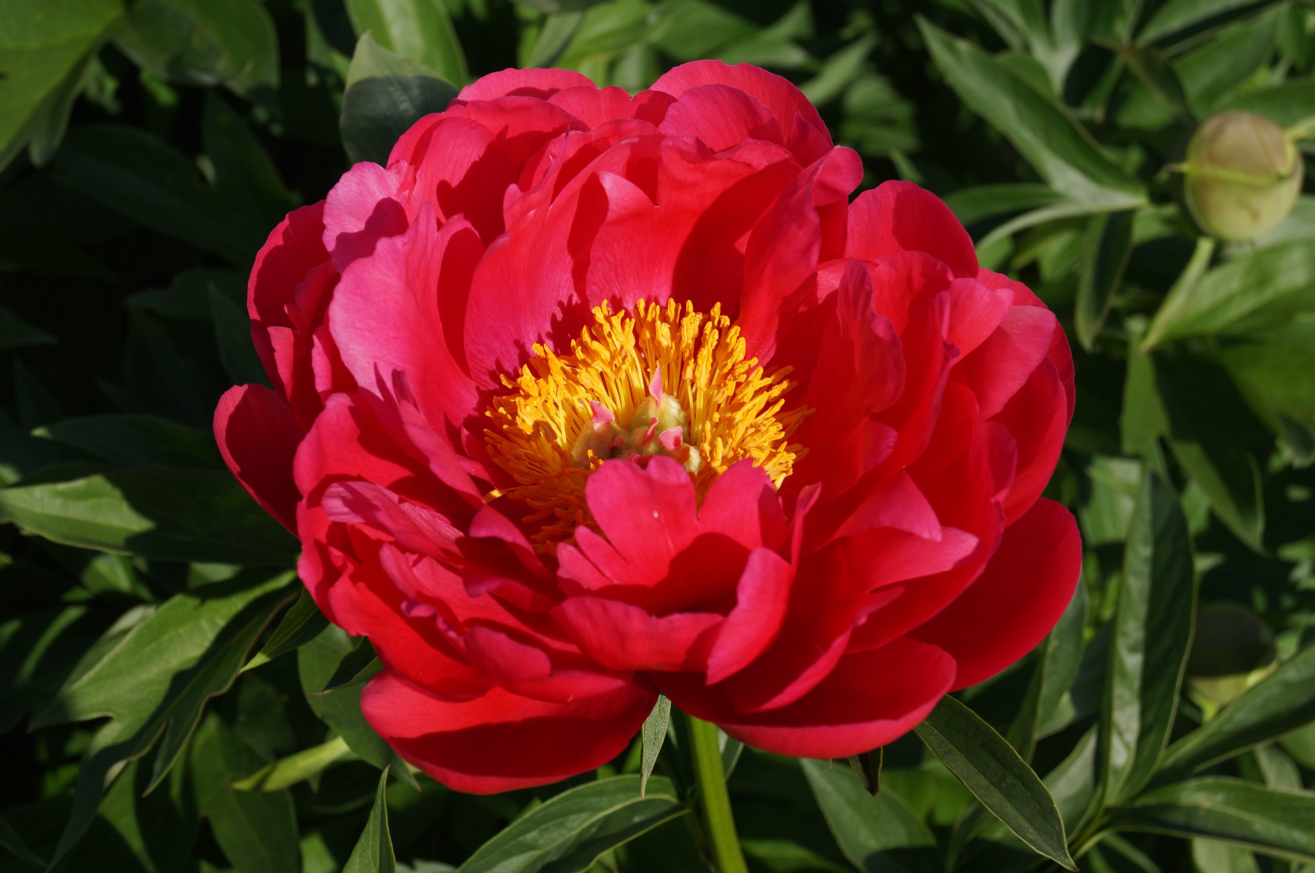 How long do peonies bloom? | Expert bloom care guide