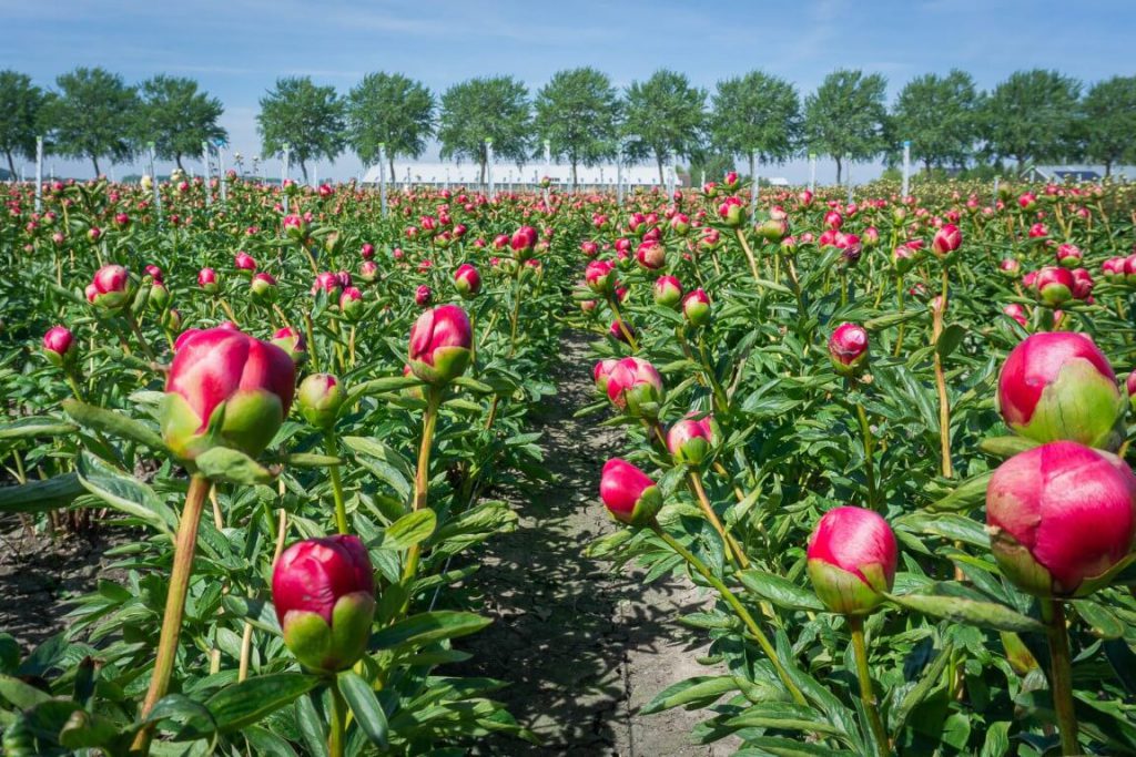 How big do peony bushes get? | Peony size guide