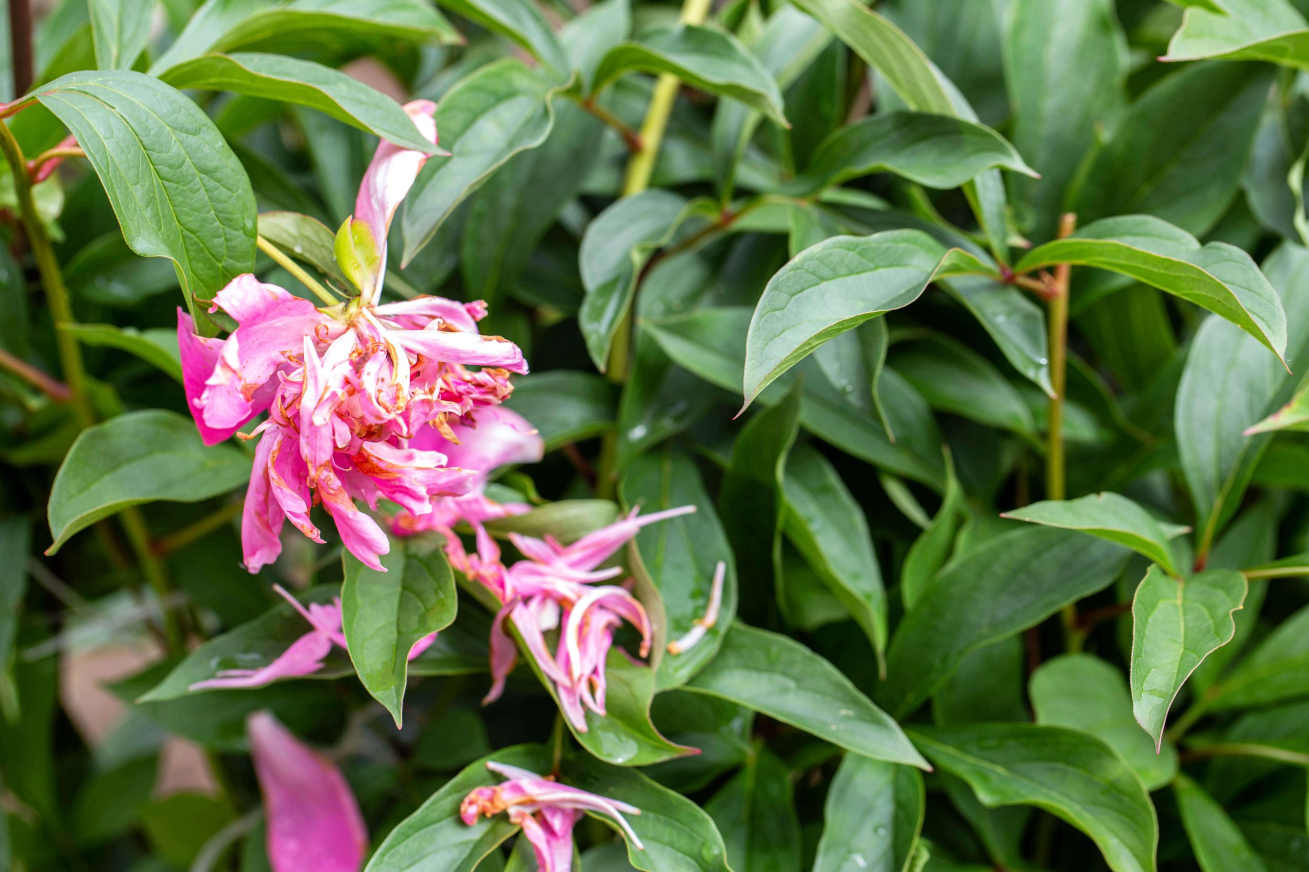 Why are my peony leaves curling? | Causes & prevention